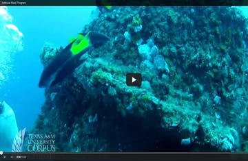 Decommissioned Oil & Gas Rigs Serve as Thriving Artificial Reefs for ...